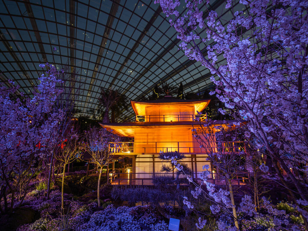 Sakura In Singapore: 9 Ways To Experience Cherry Blossom Season Without ...