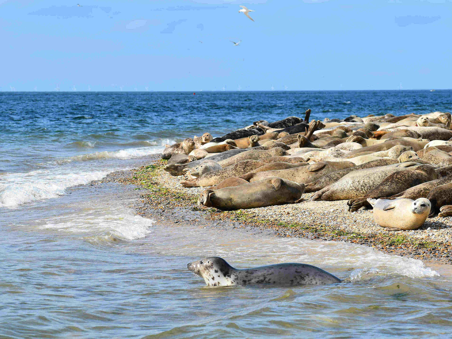 12 Best Things To Do in Norfolk This Summer