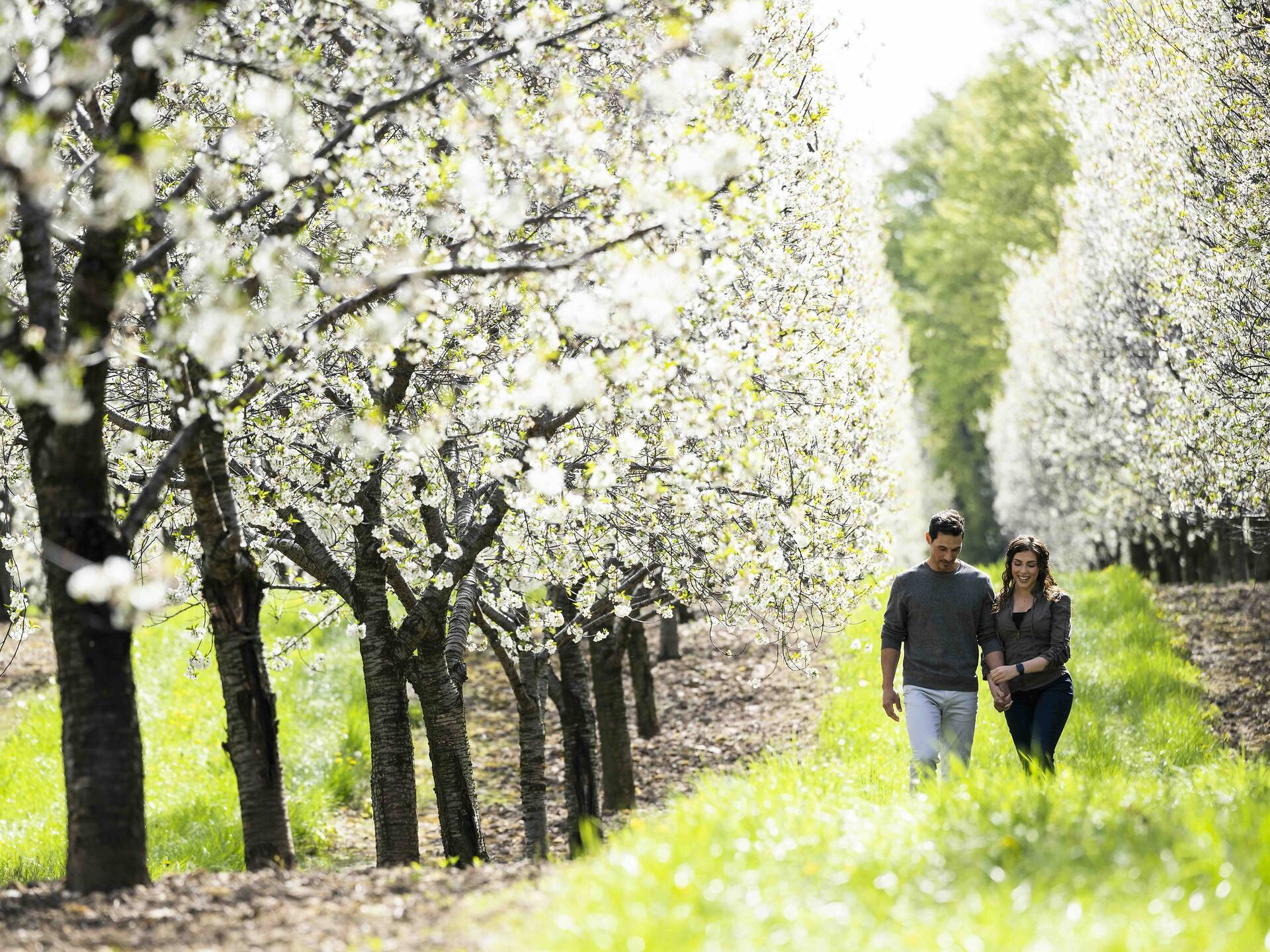 Where to See Cherry Blossoms Around Chicago in 2024