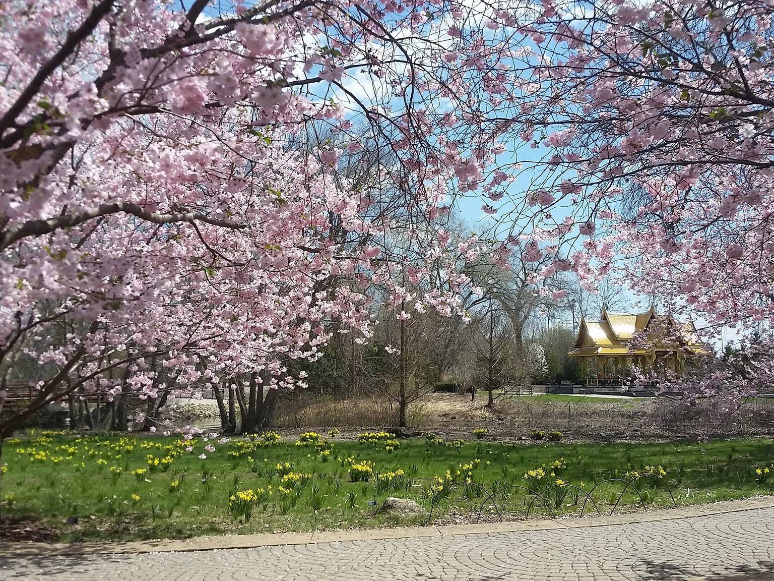 Where to See Cherry Blossoms Around Chicago in 2024