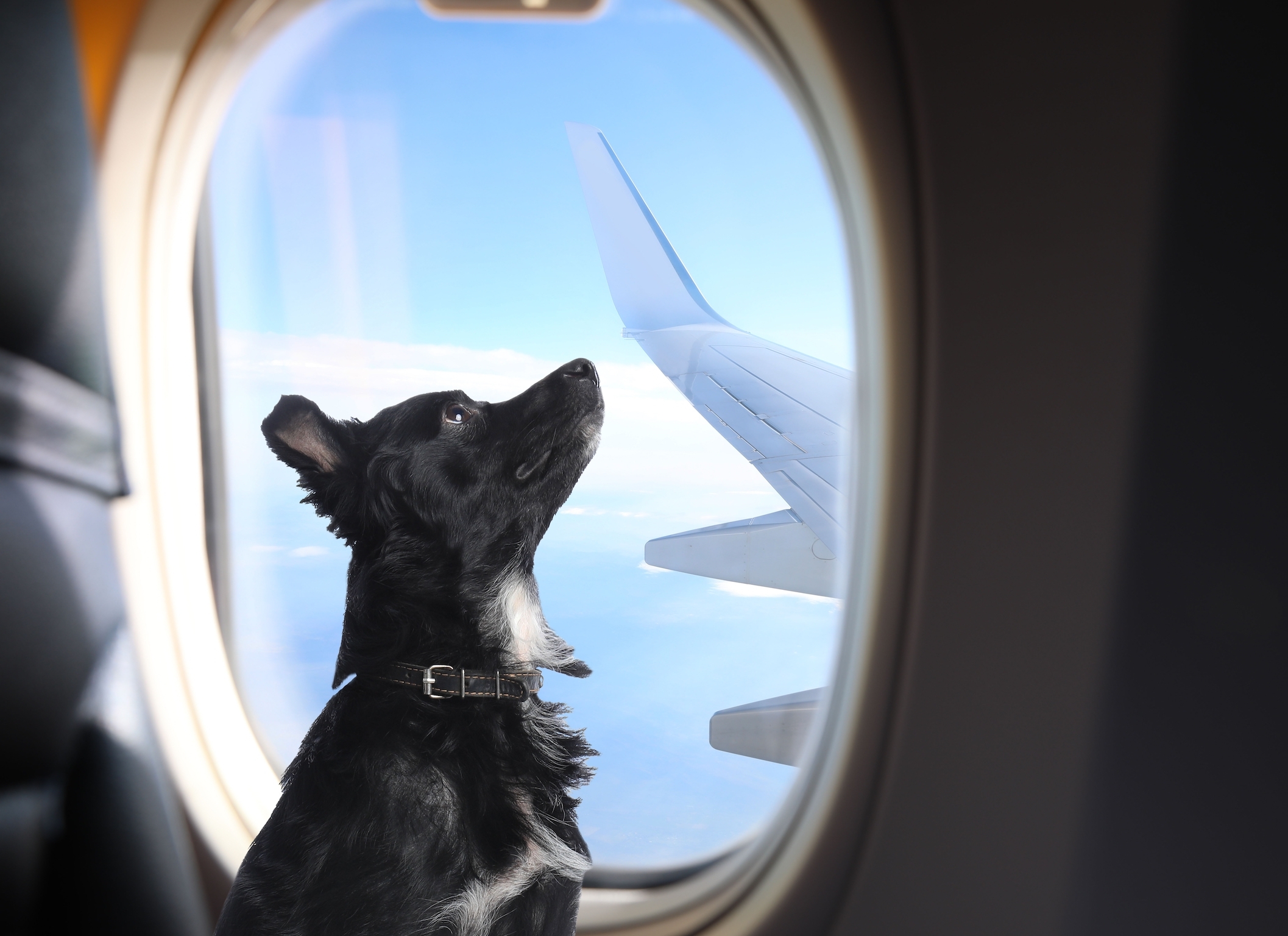 BARK Air Launches Luxury Flights for Dogs