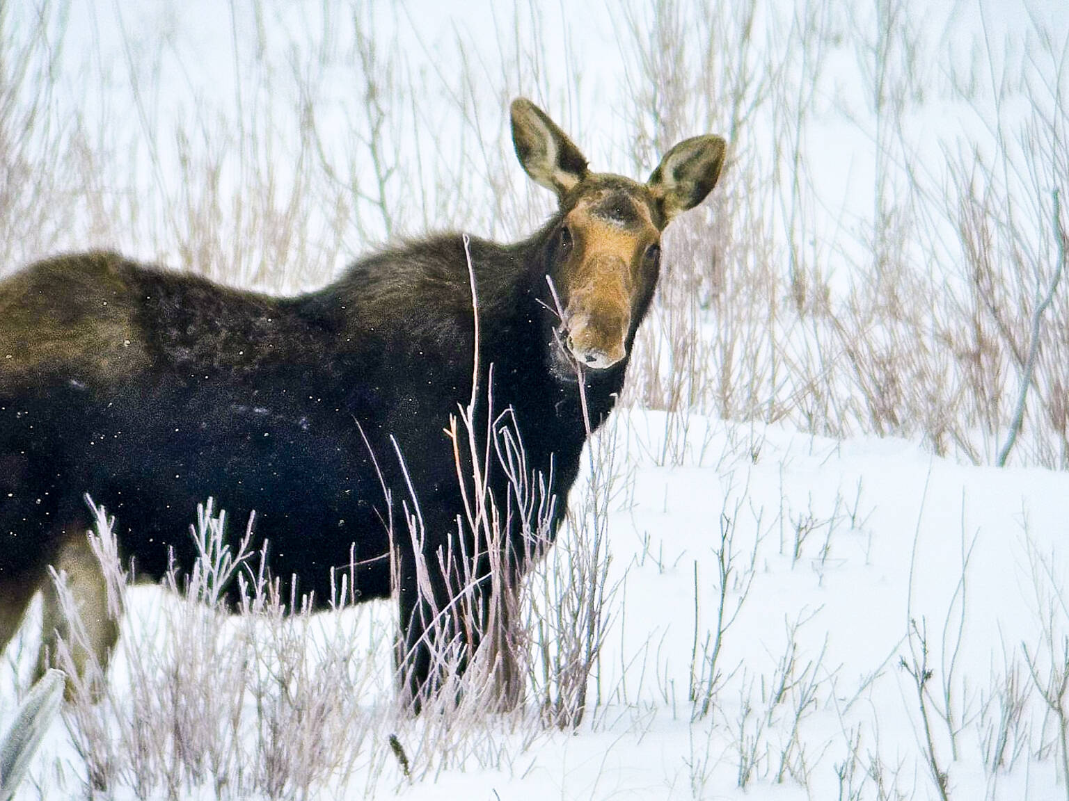 10 Best Places To See Wildlife in the USA, From Vacations To Experiences