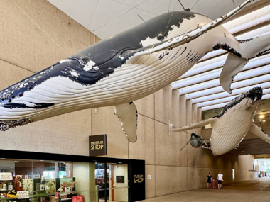 The 7 Best Museums in Brisbane For The Best Day Out