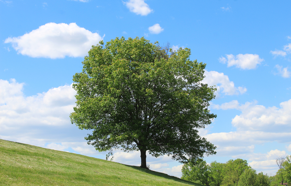 Majestic English Elm Trees Are Making a Comeback in the UK