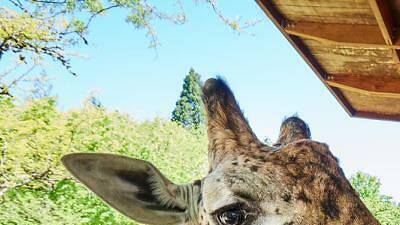 31 Best Zoos in the USA for Connecting with Wildlife