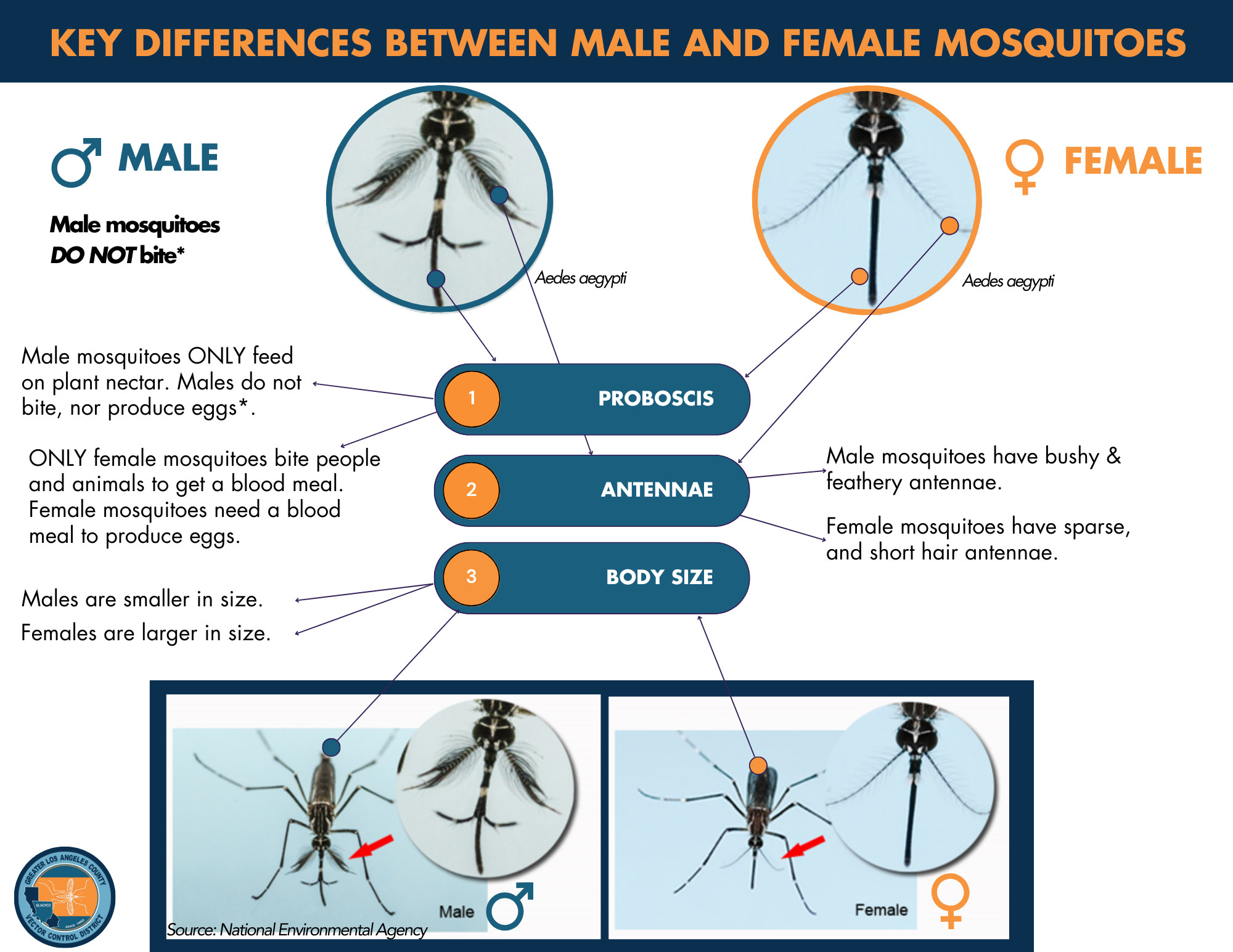 If you see a mosquito in this one part of L.A., you might not want to ...