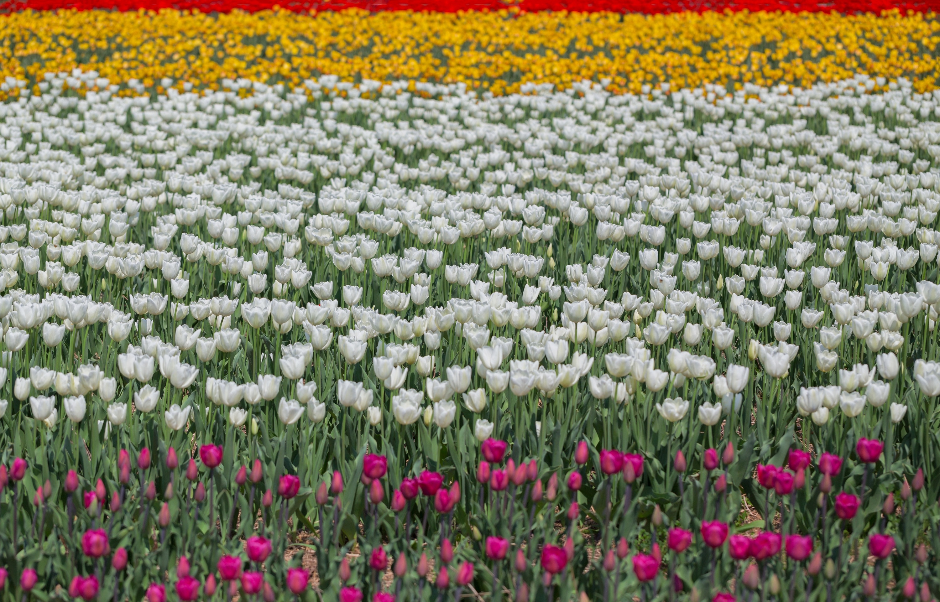 Where to see the best tulip fields near Montreal