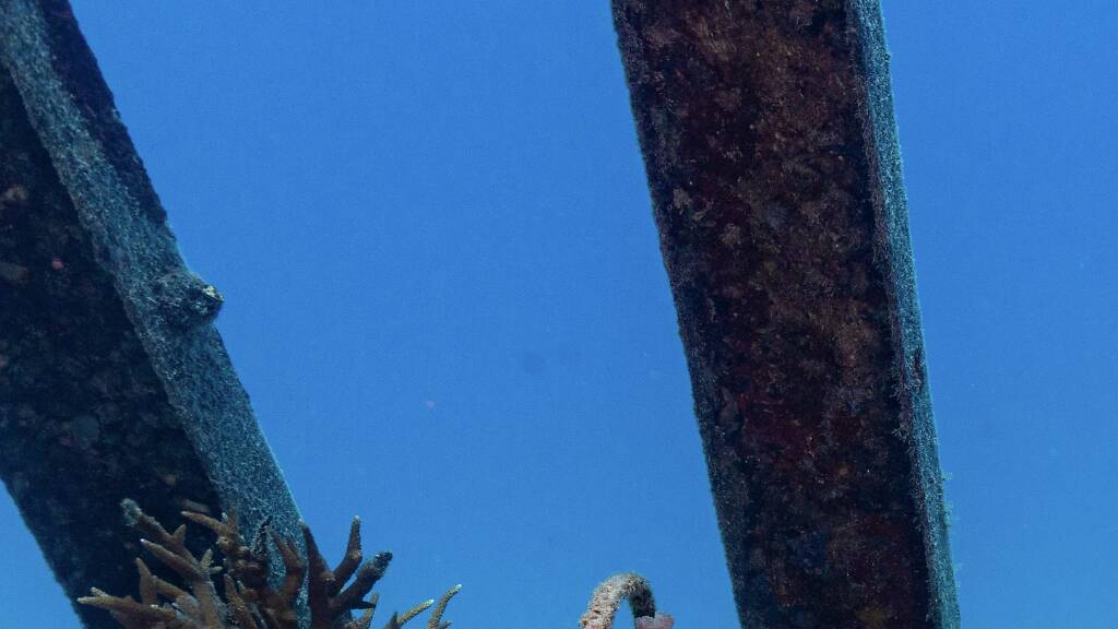 The most incredible scuba diving places in Australia