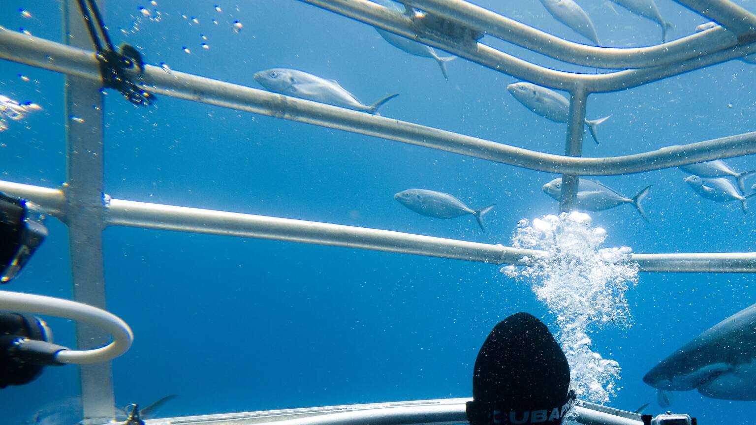 The 13 Best Scuba Diving Places in Australia [Updated 2025]