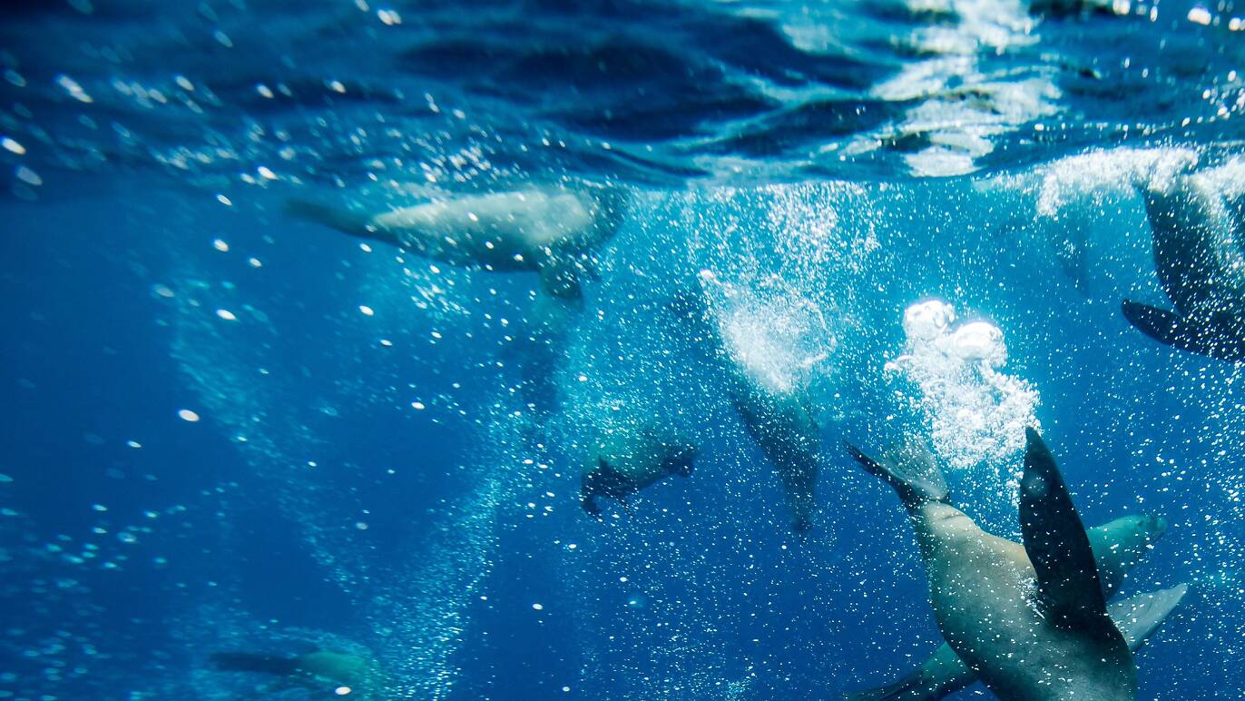 The 13 Best Scuba Diving Places in Australia [Updated 2025]