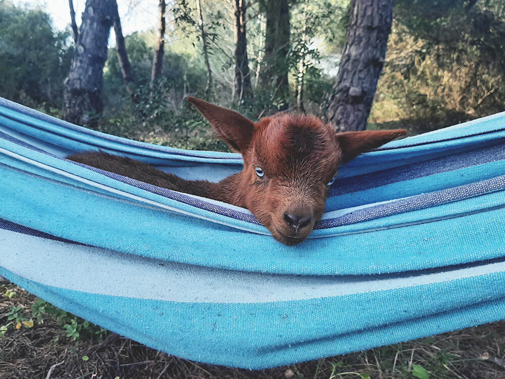 Passeio na Arrábida com um rebanho de cabras e o seu pastor