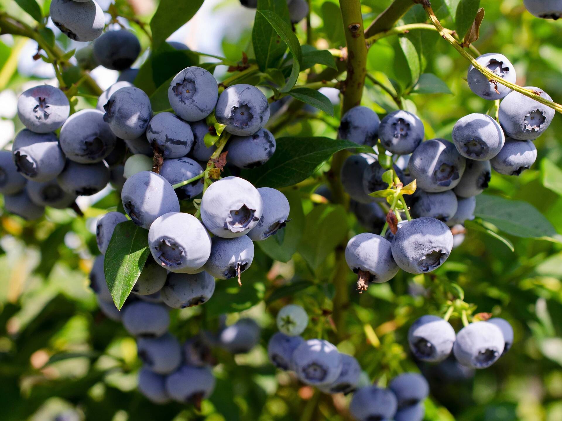 Best Berry Picking at Farms Near Chicago for Strawberries, Cherries & More
