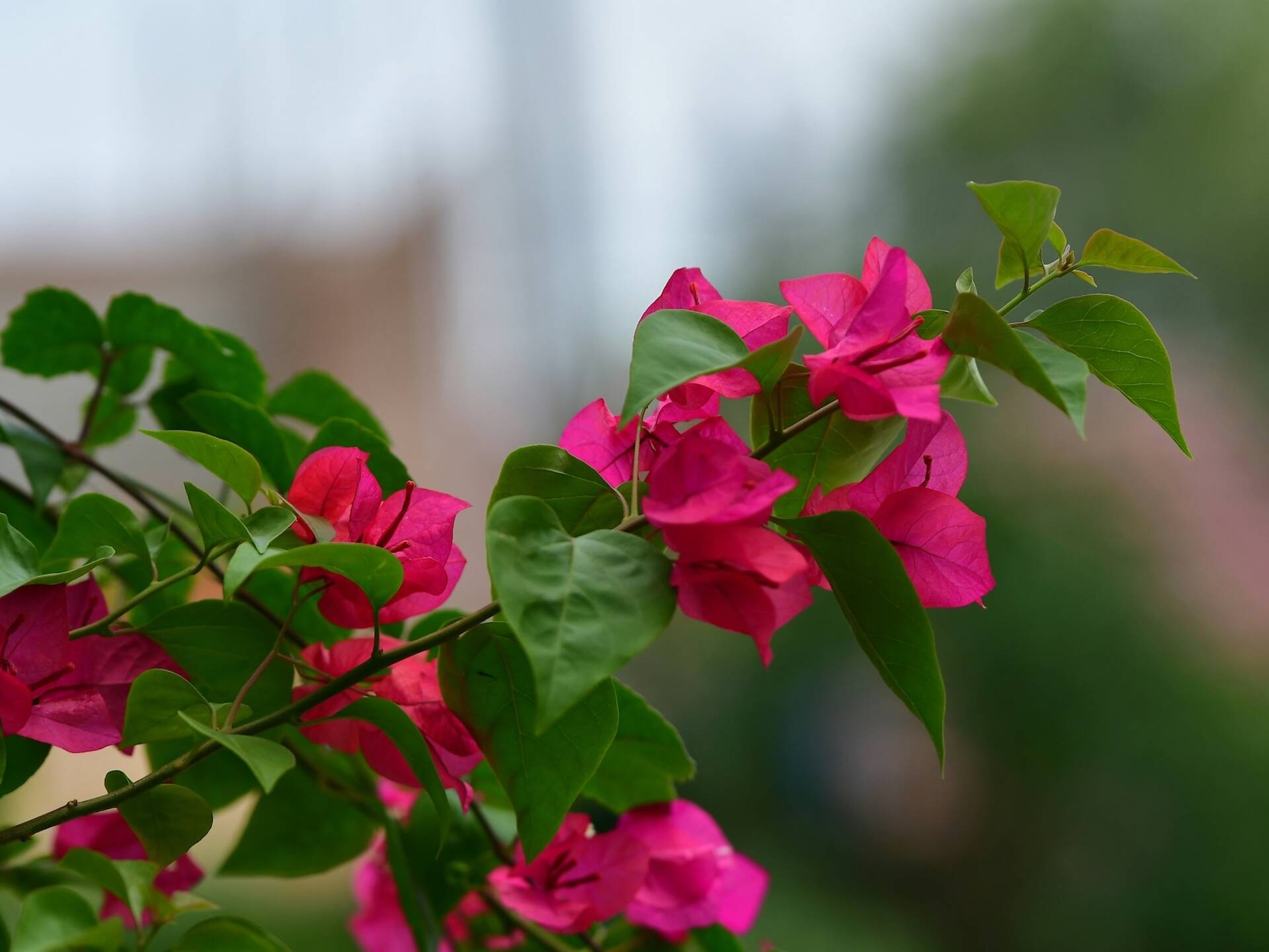 13 Best Plant Shops in Miami for the Touch of Green You Seek