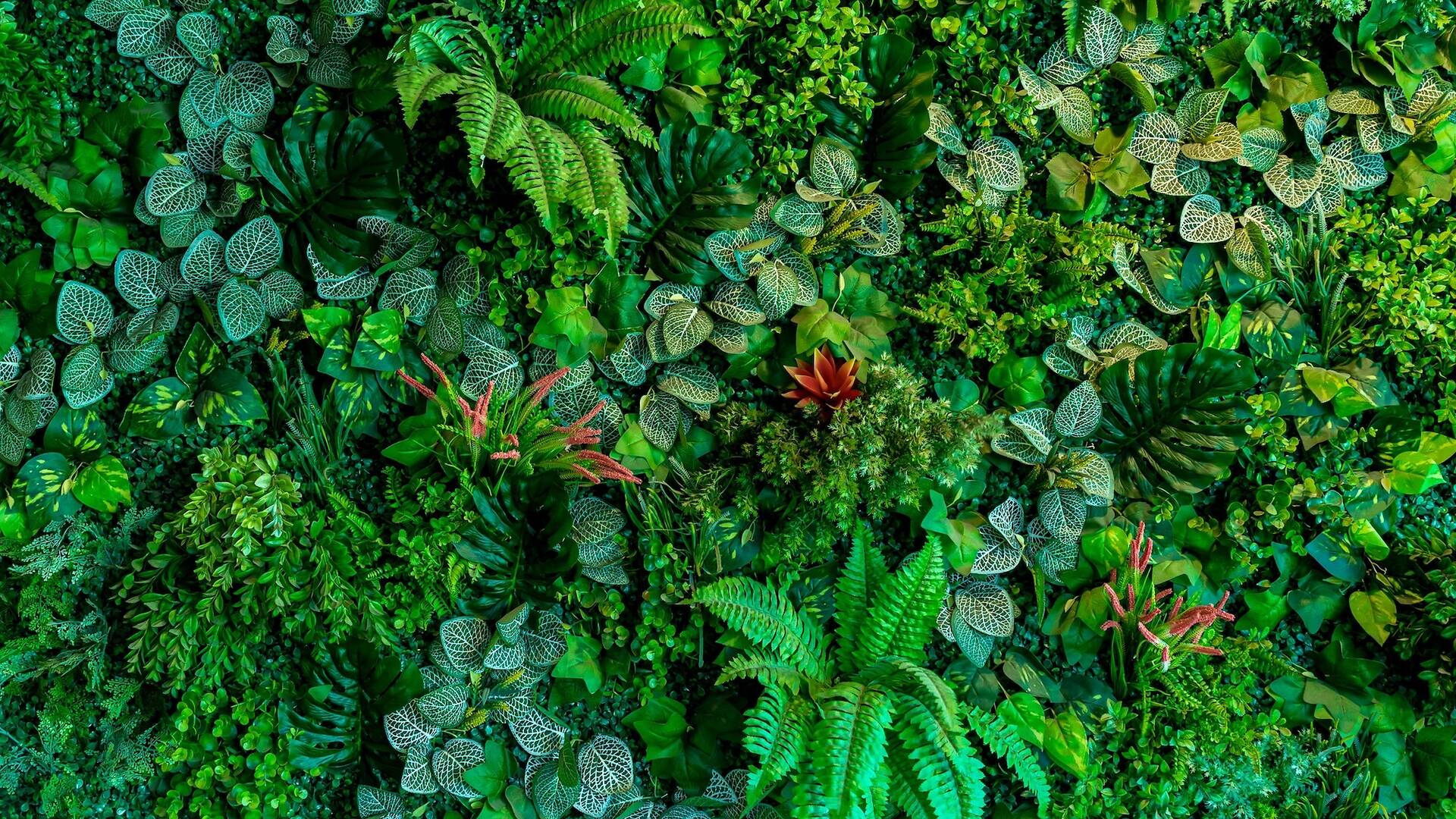 13 Best Plant Shops in Miami for the Touch of Green You Seek