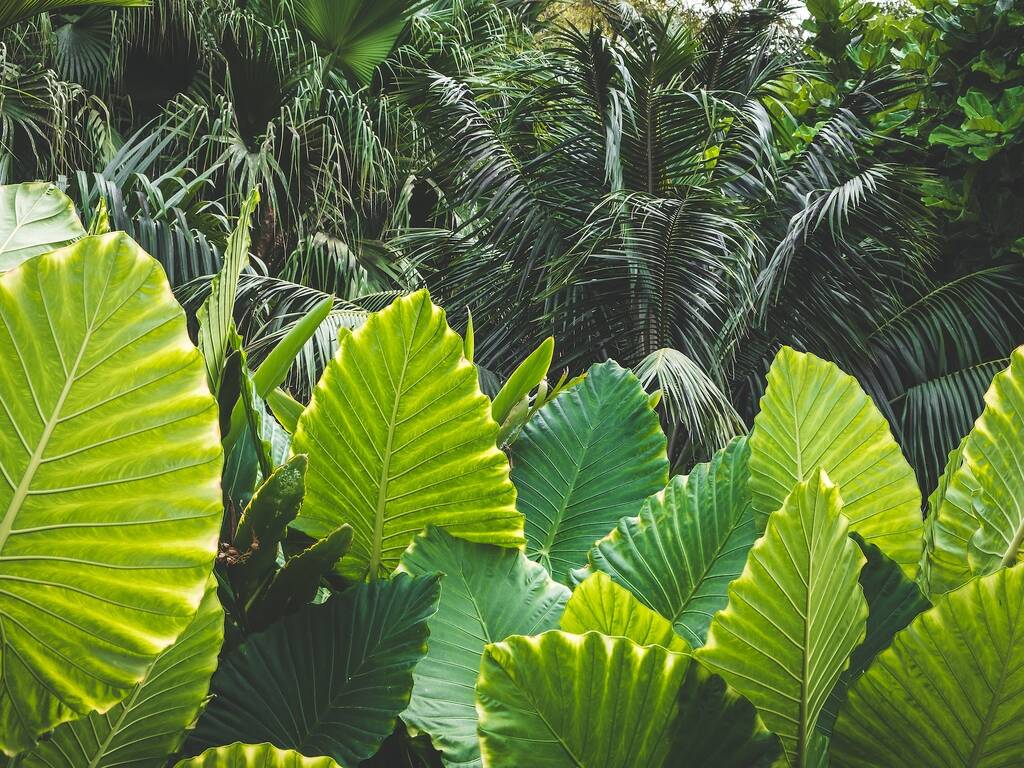 13 Best Plant Shops in Miami for the Touch of Green You Seek