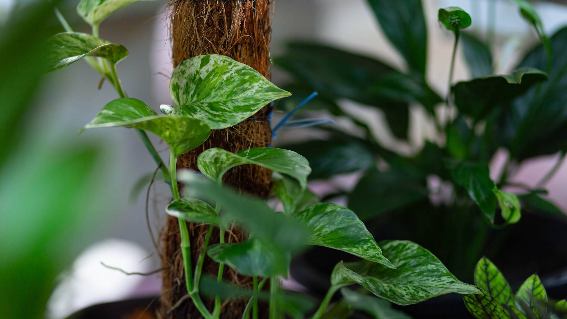 13 Best Plant Shops in Miami for the Touch of Green You Seek