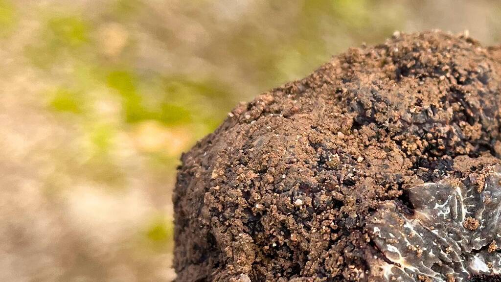 The Truffle Farm | Canberra truffle hunting and degustation lunch