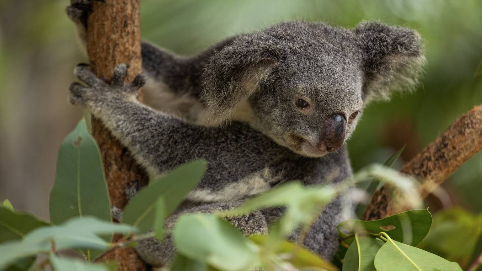 The 10 best places to see kangaroos and koalas in Australia