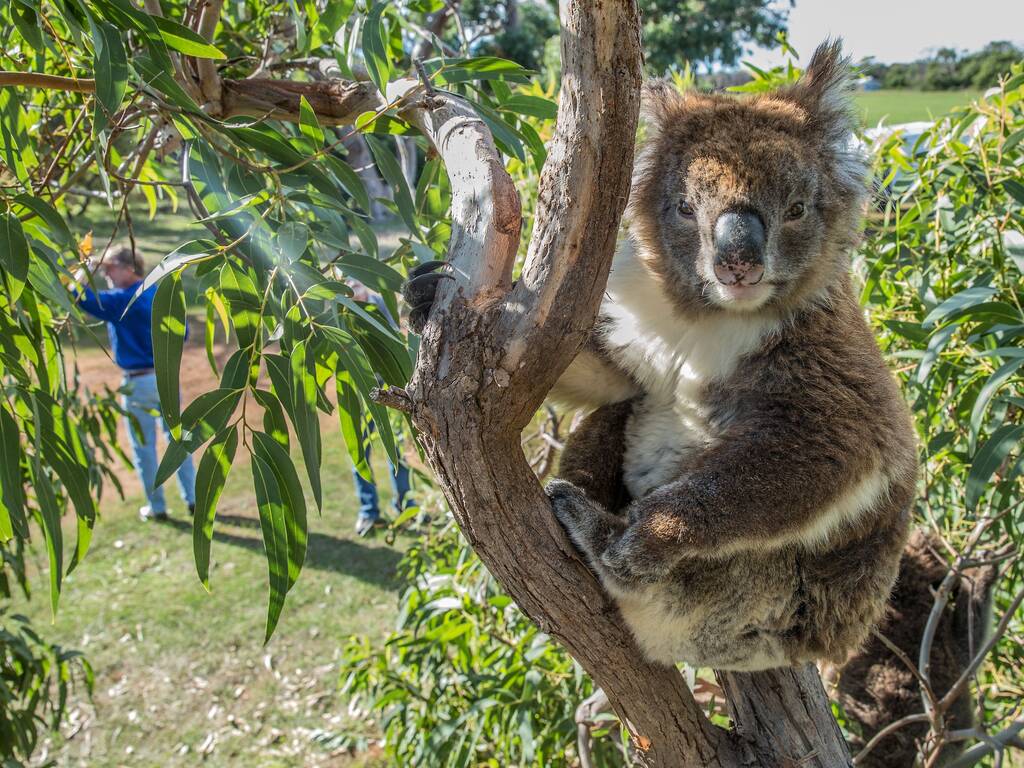 The 10 best places to see kangaroos and koalas in Australia