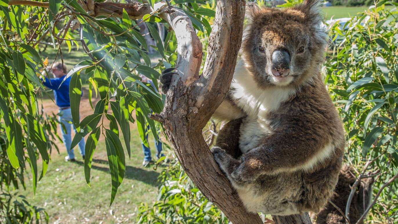 The 10 best places to see kangaroos and koalas in Australia