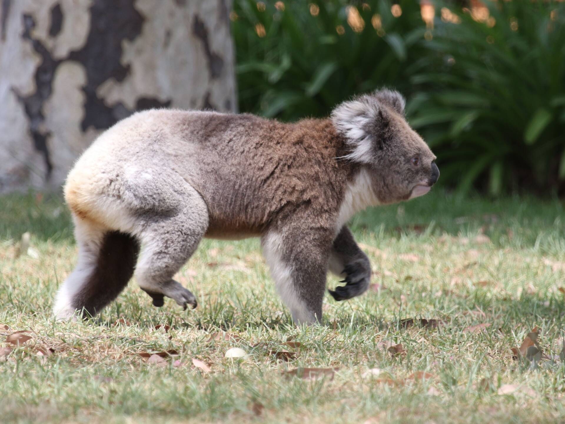 The 10 best places to see kangaroos and koalas in Australia