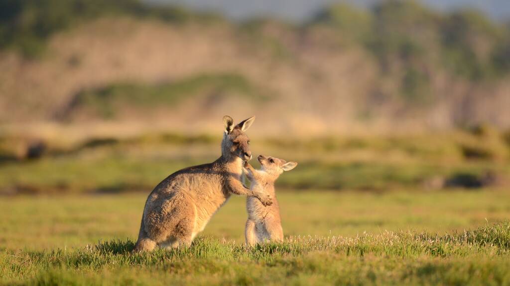 The 10 best places to see kangaroos and koalas in Australia