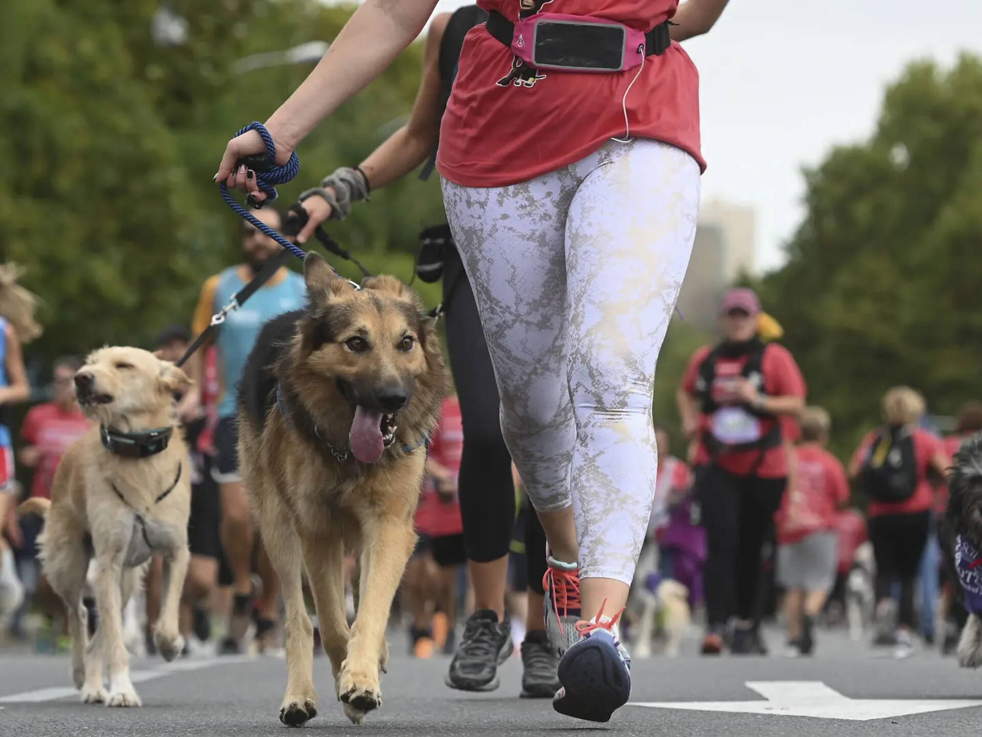 Los mejores parques para perros en la Ciudad de México