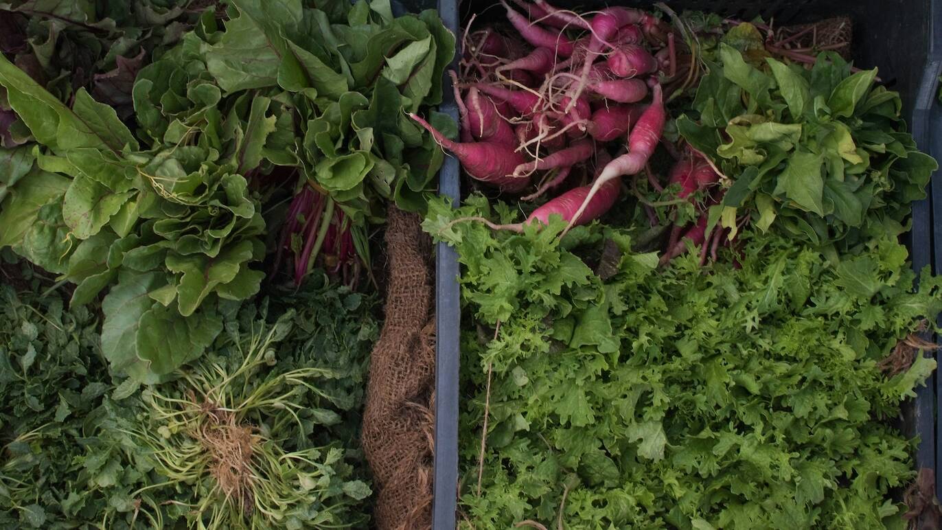 13 Best Farmers' Markets in Miami for a Perfect Weekend Morning