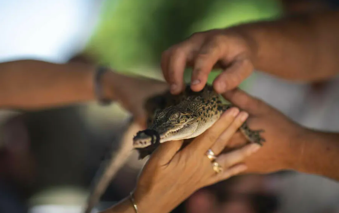 Malcolm Douglas’ Crocodile Park | A reptile park and animal refuge in ...