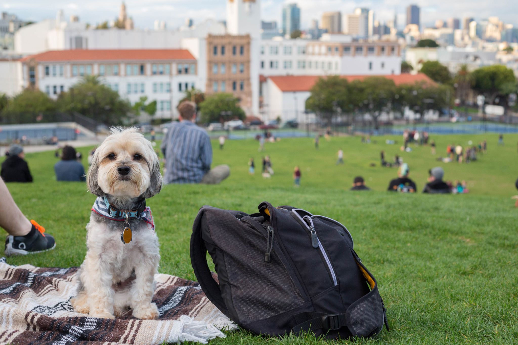 San Francisco was named the best city in the U.S. for dog walkability