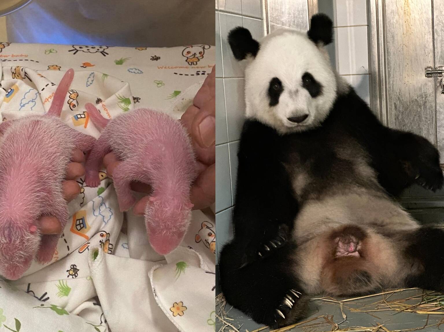 香港熊貓2025｜海洋公園熊貓 BB 見面日期/安安可可/熊貓改名/香港熊貓歷史/熊貓經濟