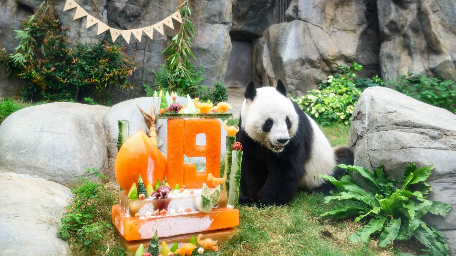 香港熊貓2025｜海洋公園熊貓 BB 見面日期/安安可可/熊貓改名/香港熊貓歷史/熊貓經濟