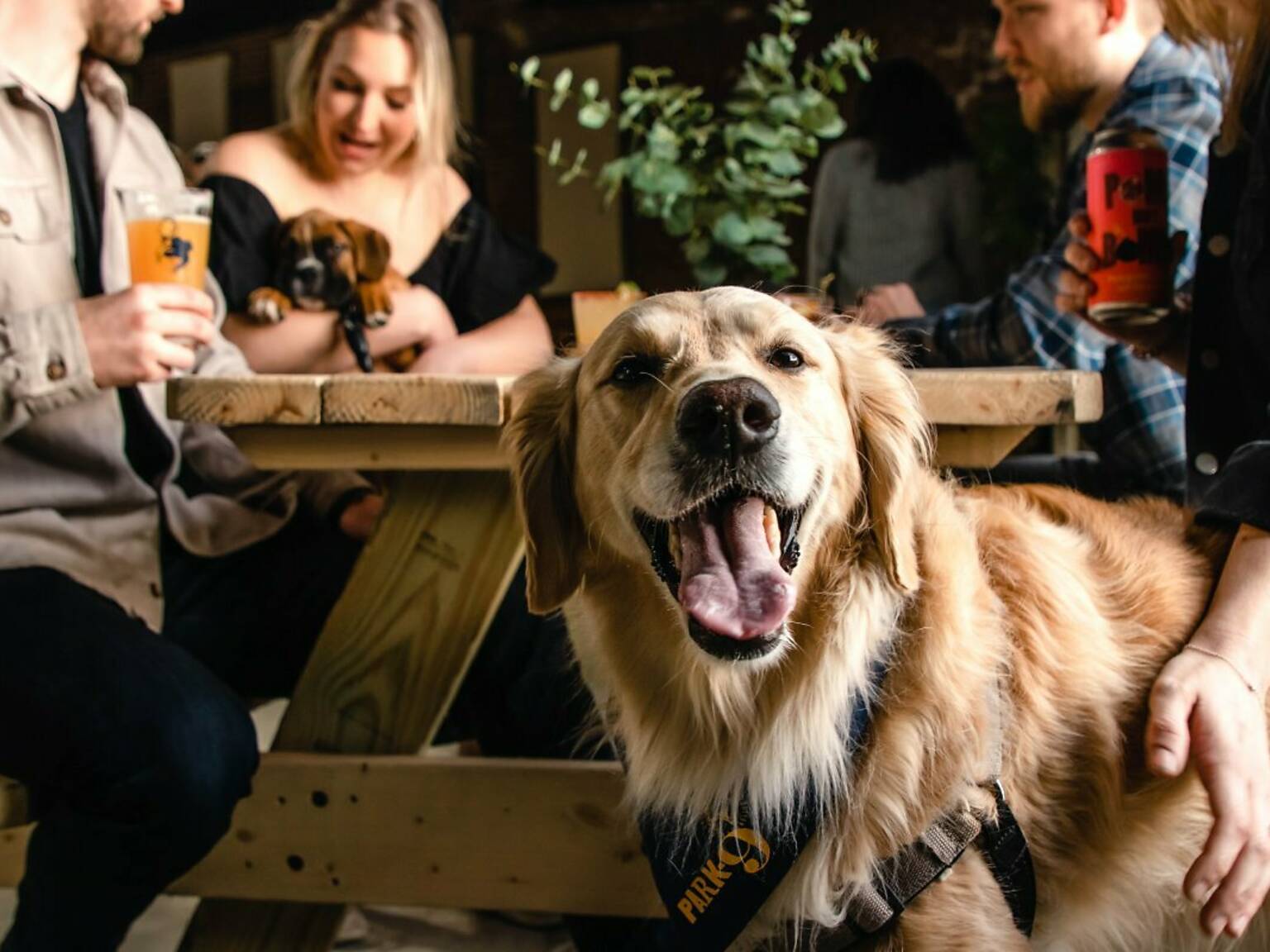 30 Pet and Dog-Friendly Places in Boston to Bring Your Furry Companion