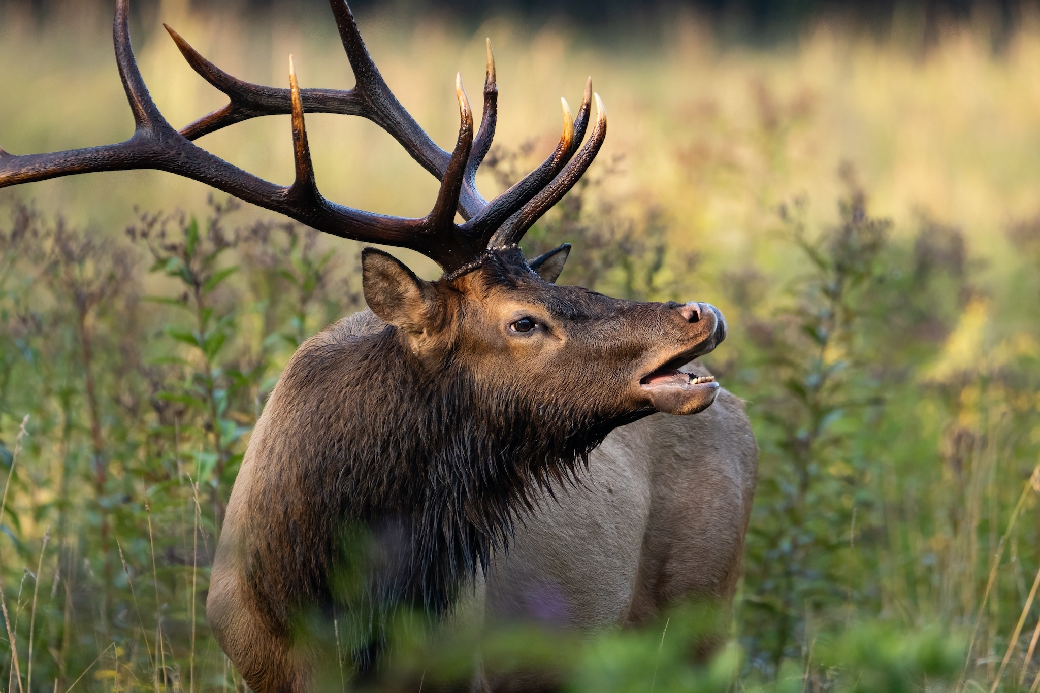 Yellowstone National Park Warns Visitors To Stay 25 Feet From Horny Elk