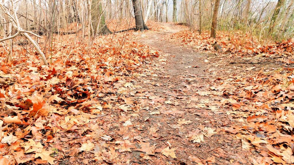 Fall Foliage in NYC: Best Spots To See It in 2025