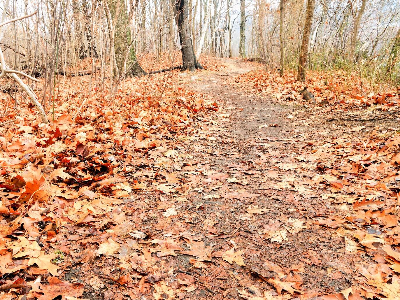 Fall Foliage in NYC: Best Spots To See It in 2025