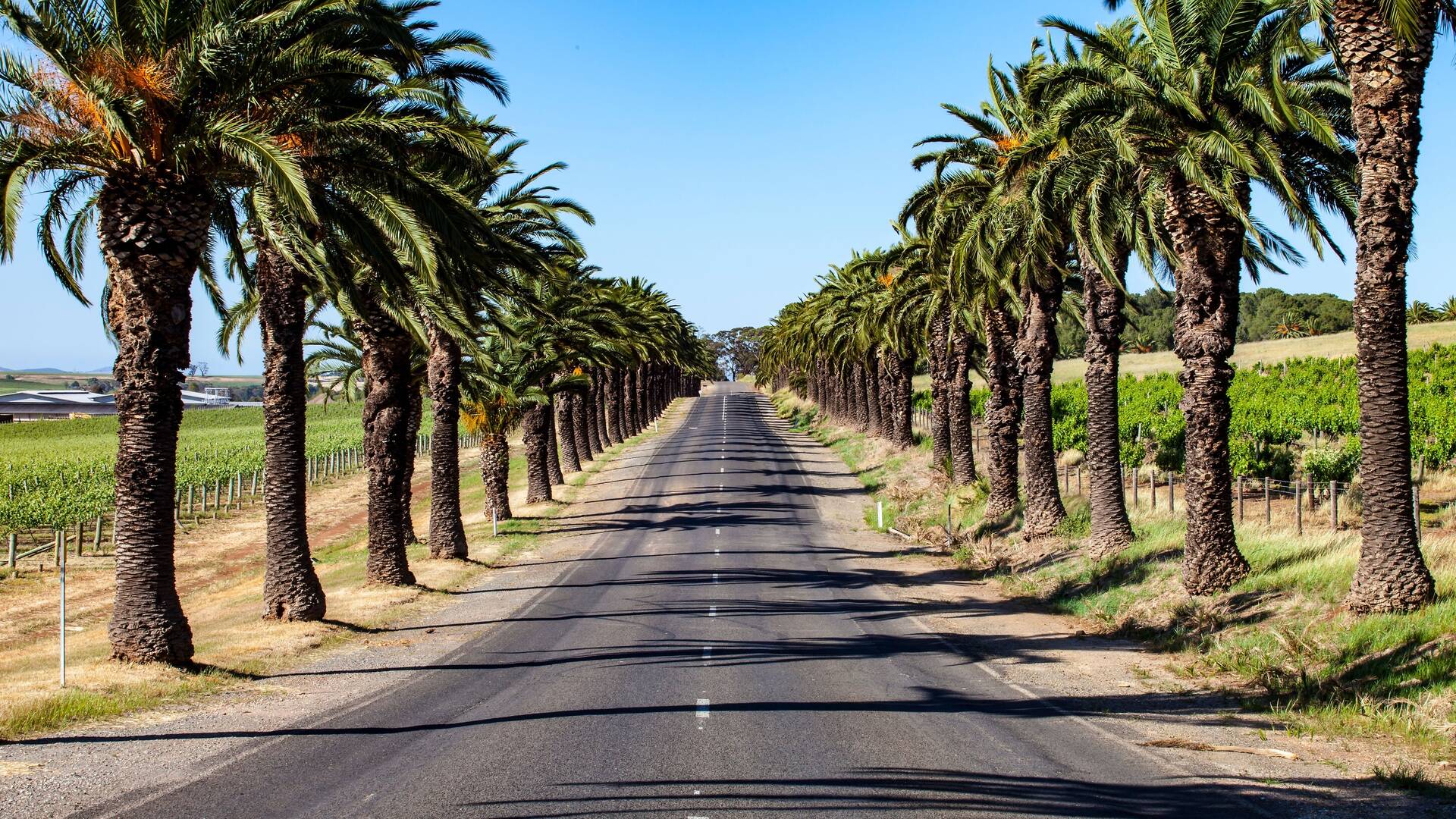 The 14 Best Road Trips To Do In Australia Before You Die [2025]