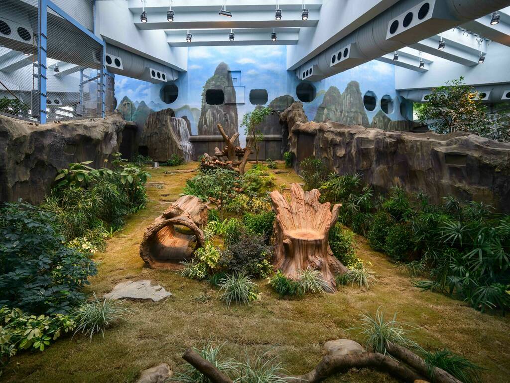 香港熊貓2025｜海洋公園熊貓 BB 見面日期/安安可可/熊貓改名/香港熊貓歷史/熊貓經濟