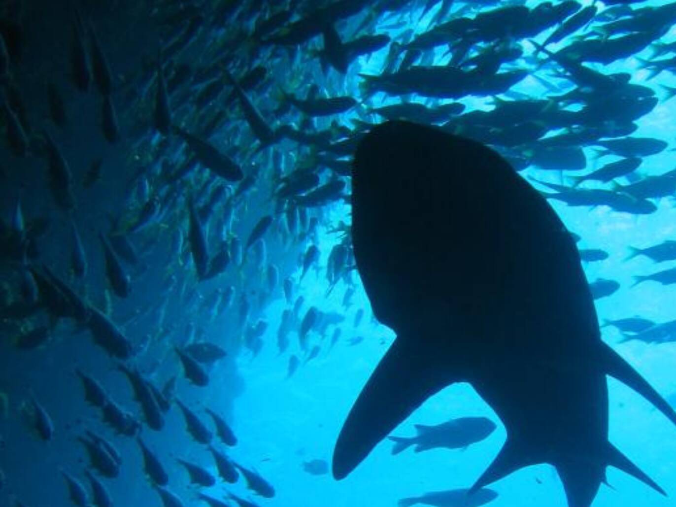 The 13 Best Scuba Diving Places in Australia [2026]