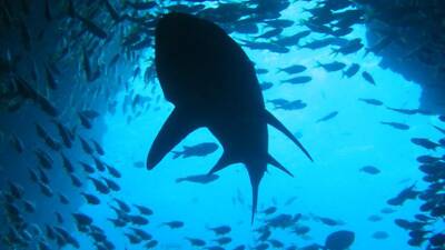 The 13 Best Scuba Diving Places in Australia [2026]