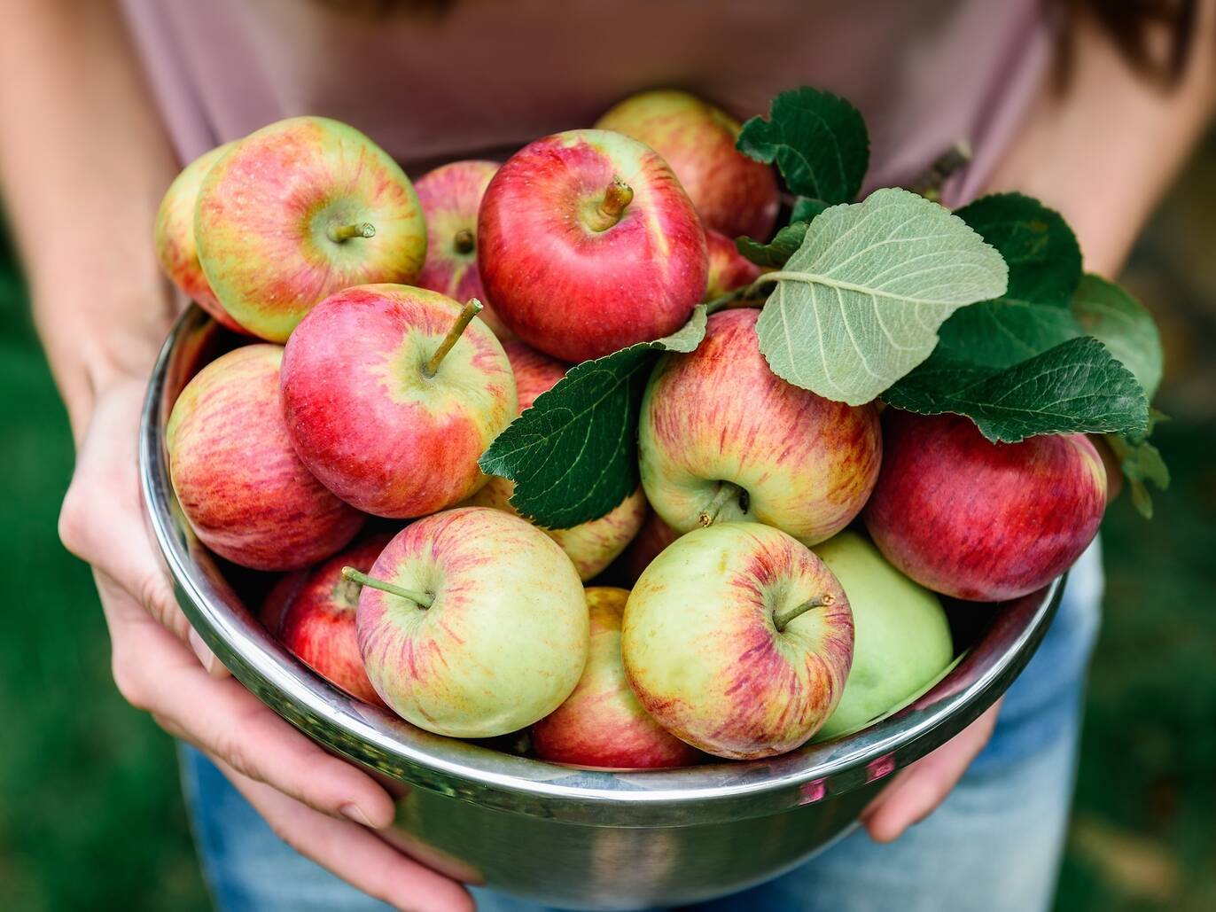 15 Best Spots for Apple Picking Near Washington, D.C.