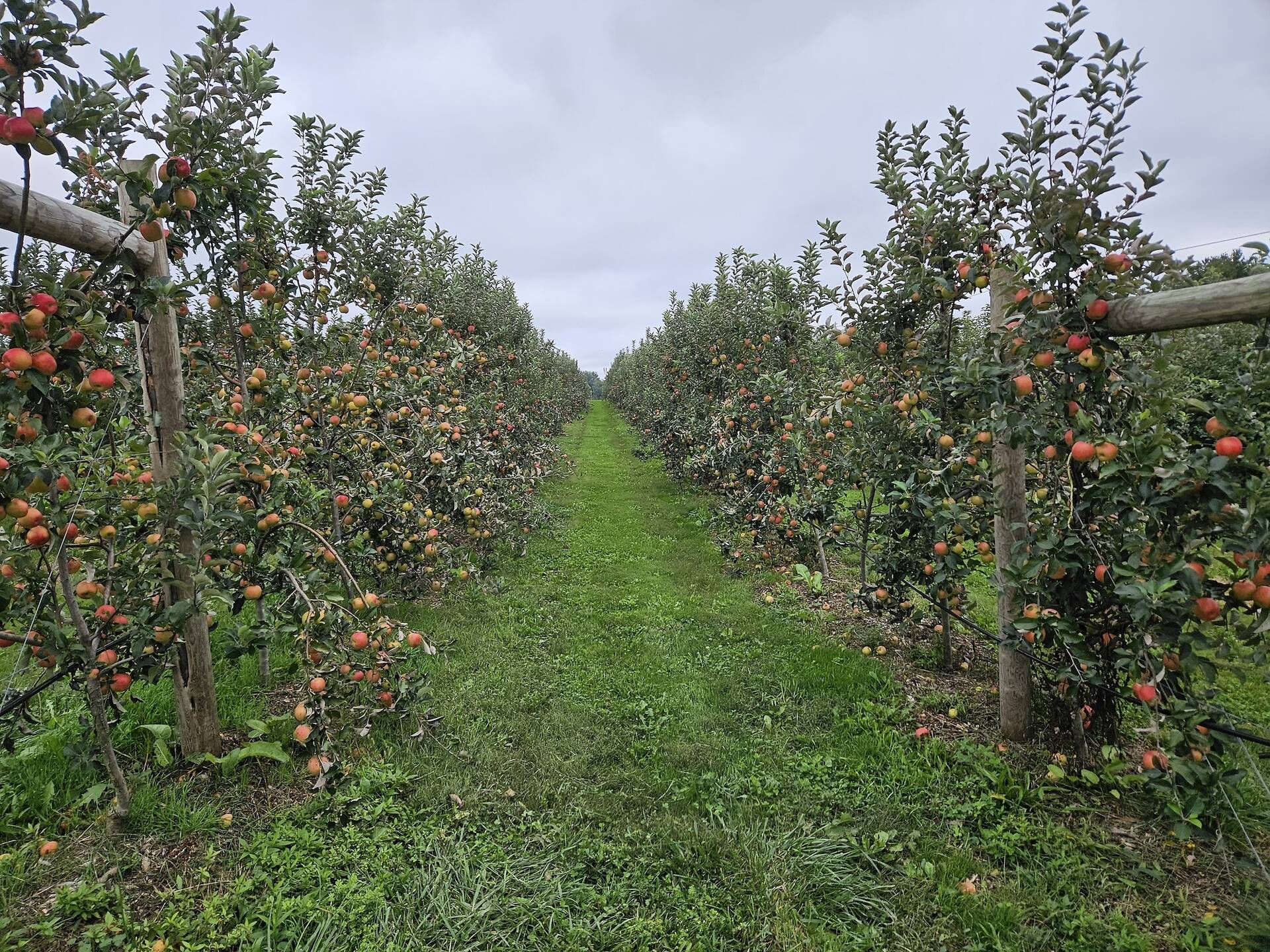15 Best Spots for Apple Picking Near Washington, D.C.