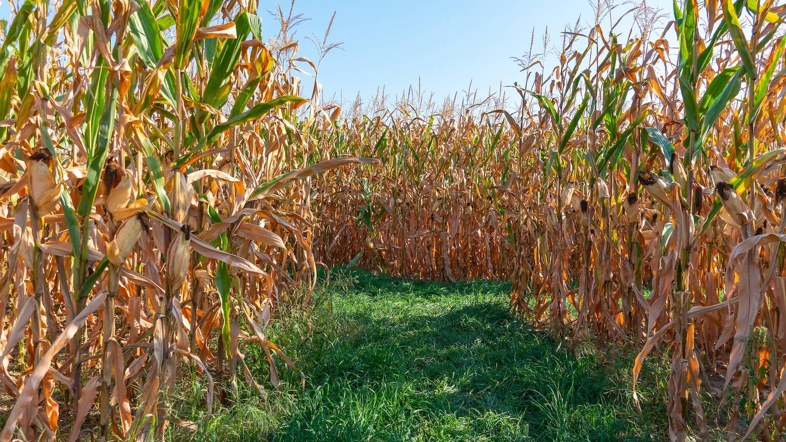 14 Biggest and Best Corn Mazes in America