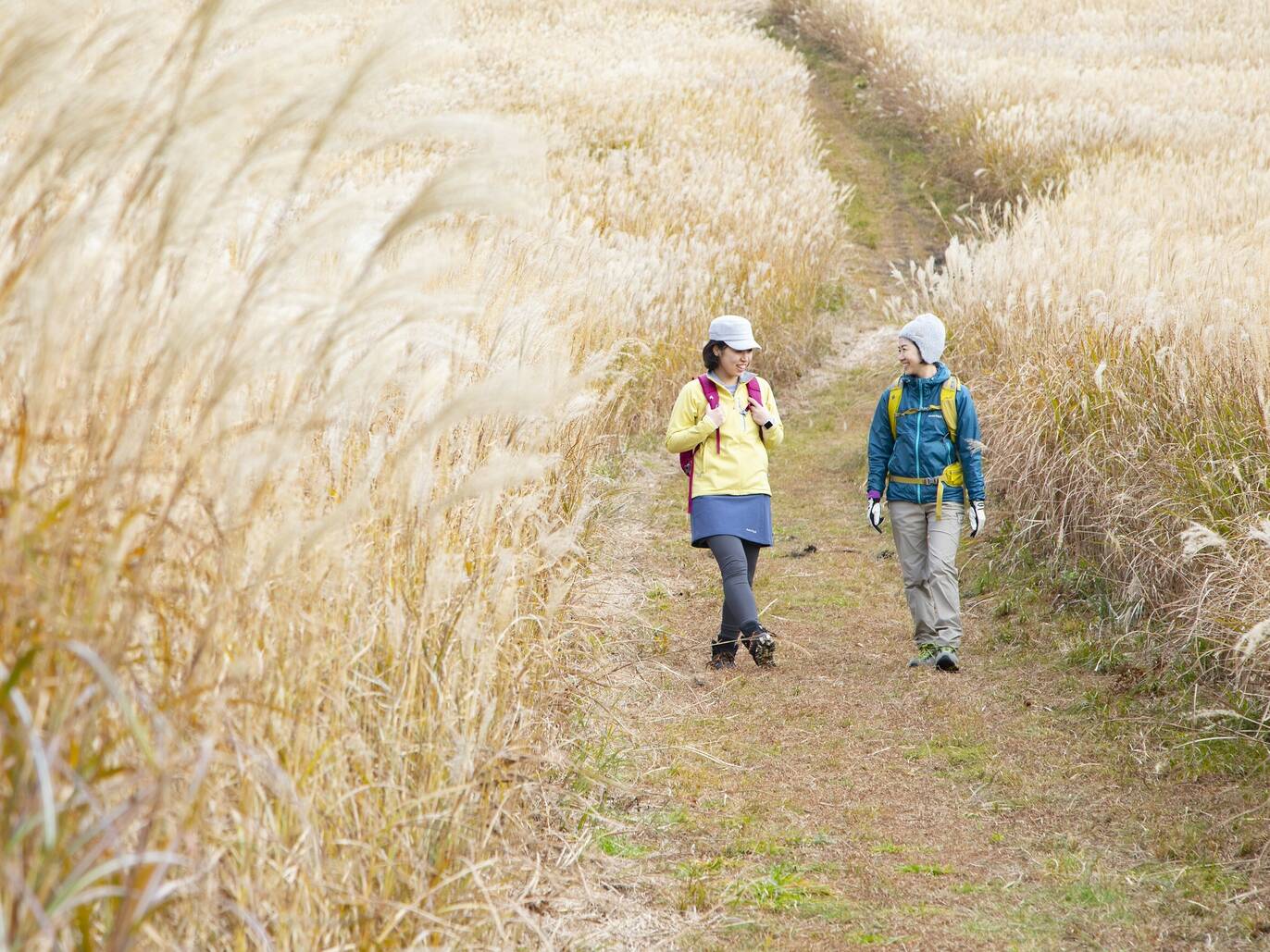 Catch these stunning pampas grass fields in Japan this autumn