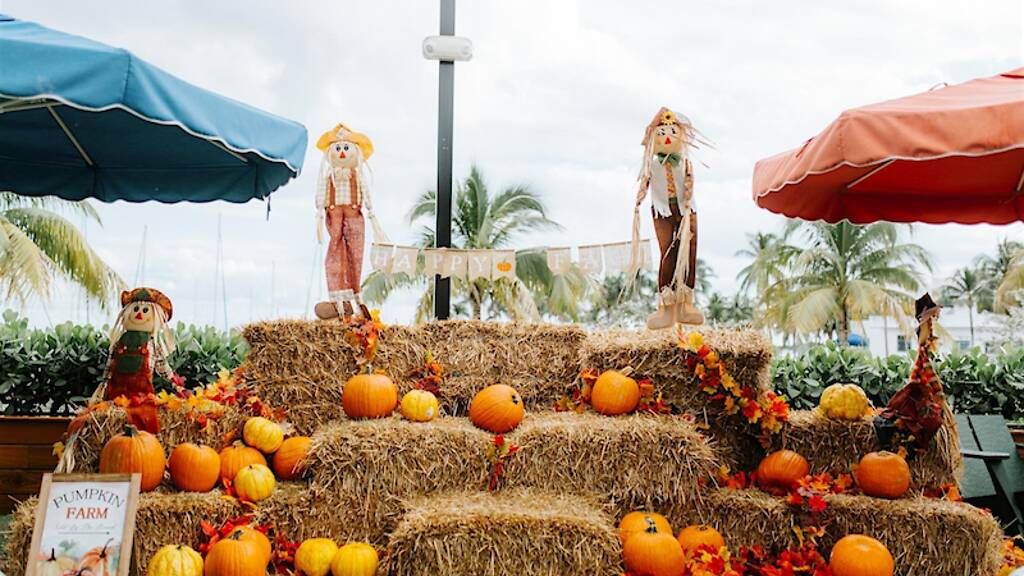 Find Your Perfect Pumpkin Patch in Miami This Fall 2024