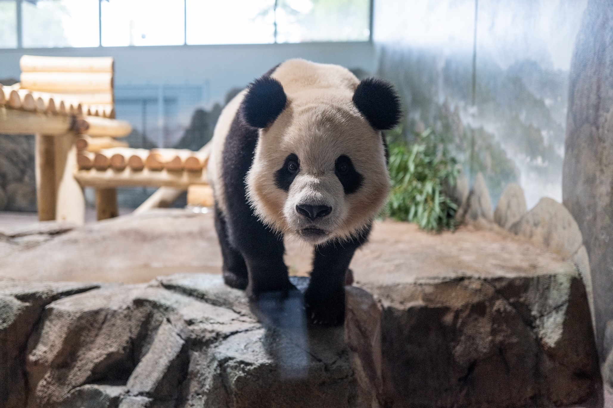Visitors Can See the National Zoo’s Giant Pandas Starting Jan. 24