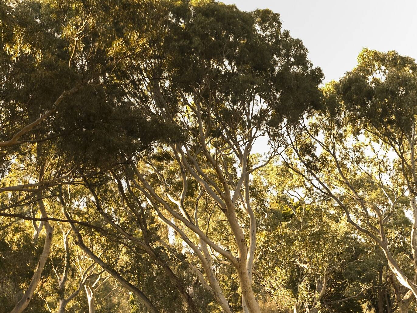 The 8 best parks In Adelaide for picnics, playgrounds and more