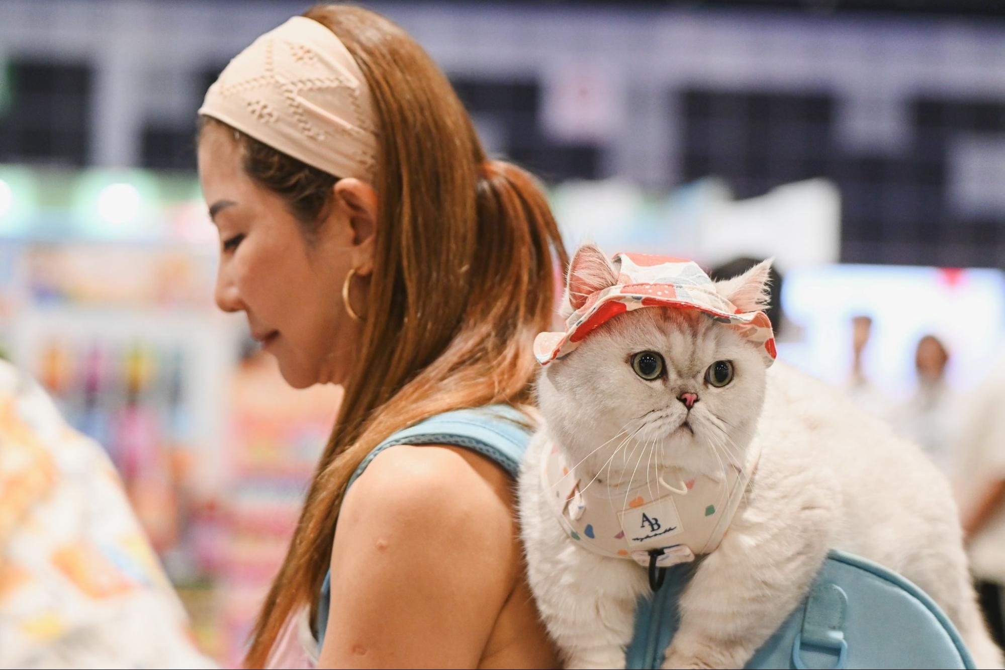 Singapore Cat Festival 2024 | Things to do in Singapore