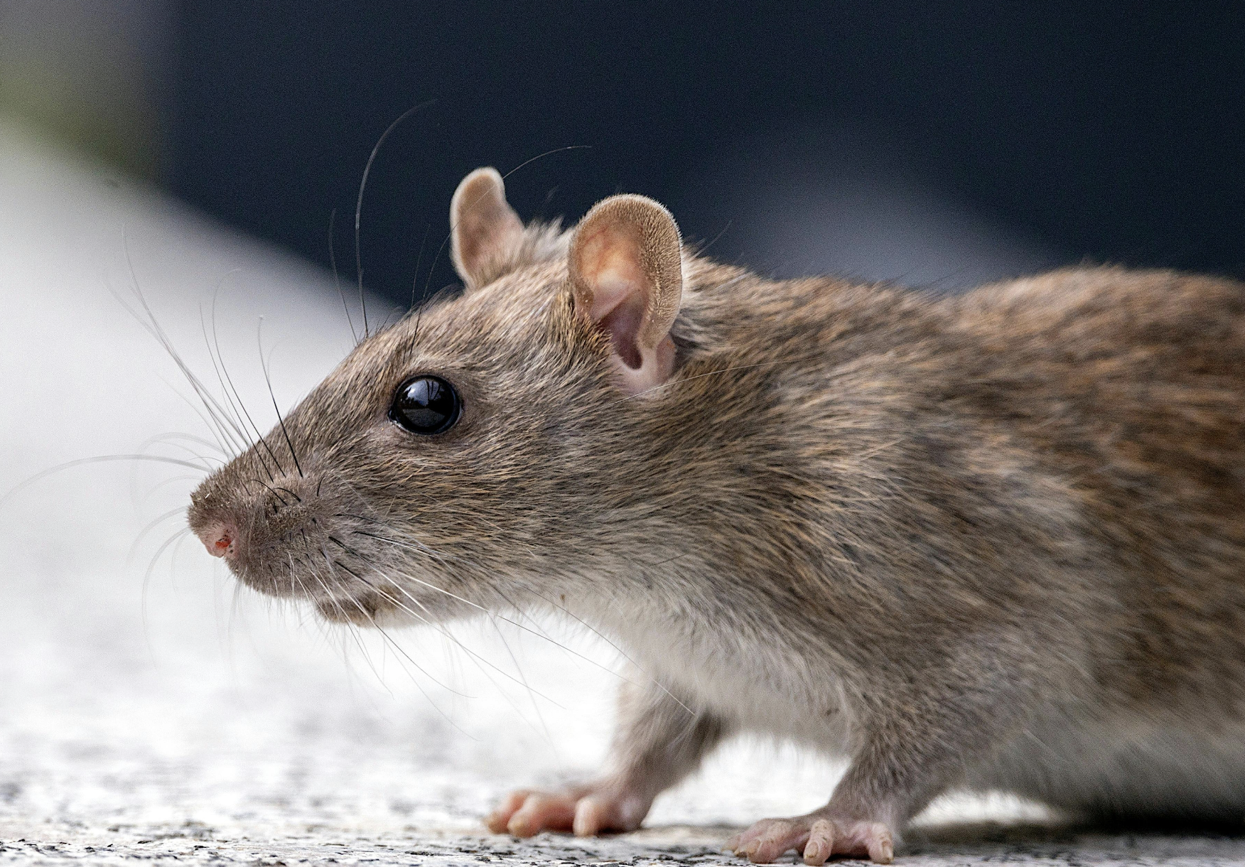 L.A. Ranks as the Most Rat-Infested city in the U.S.