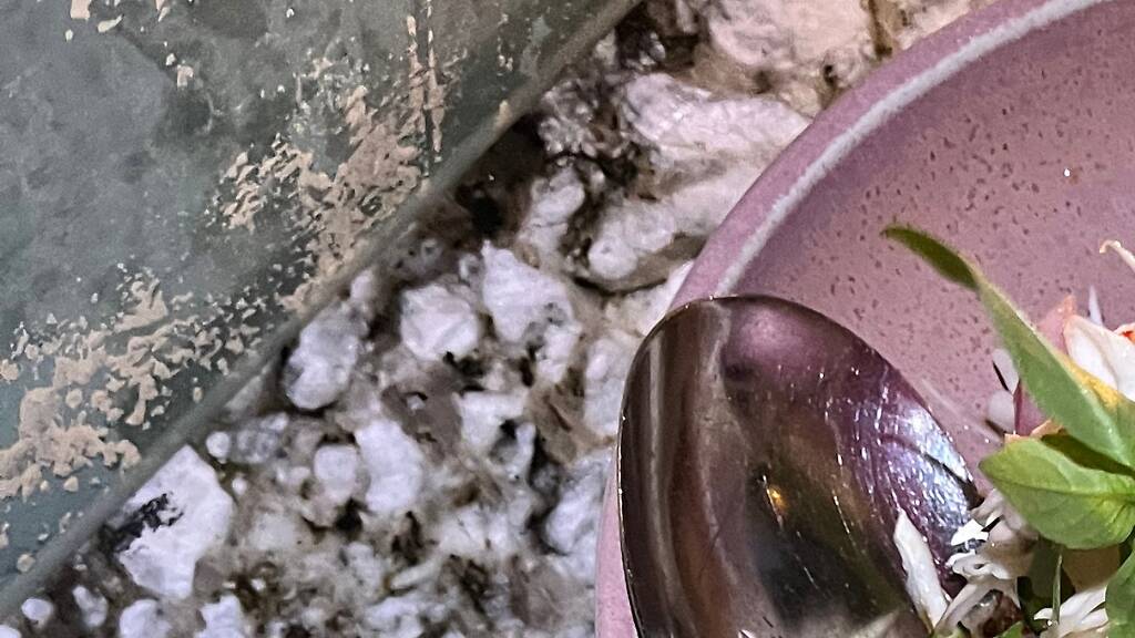 The 19 best restaurants in Byron Bay right now